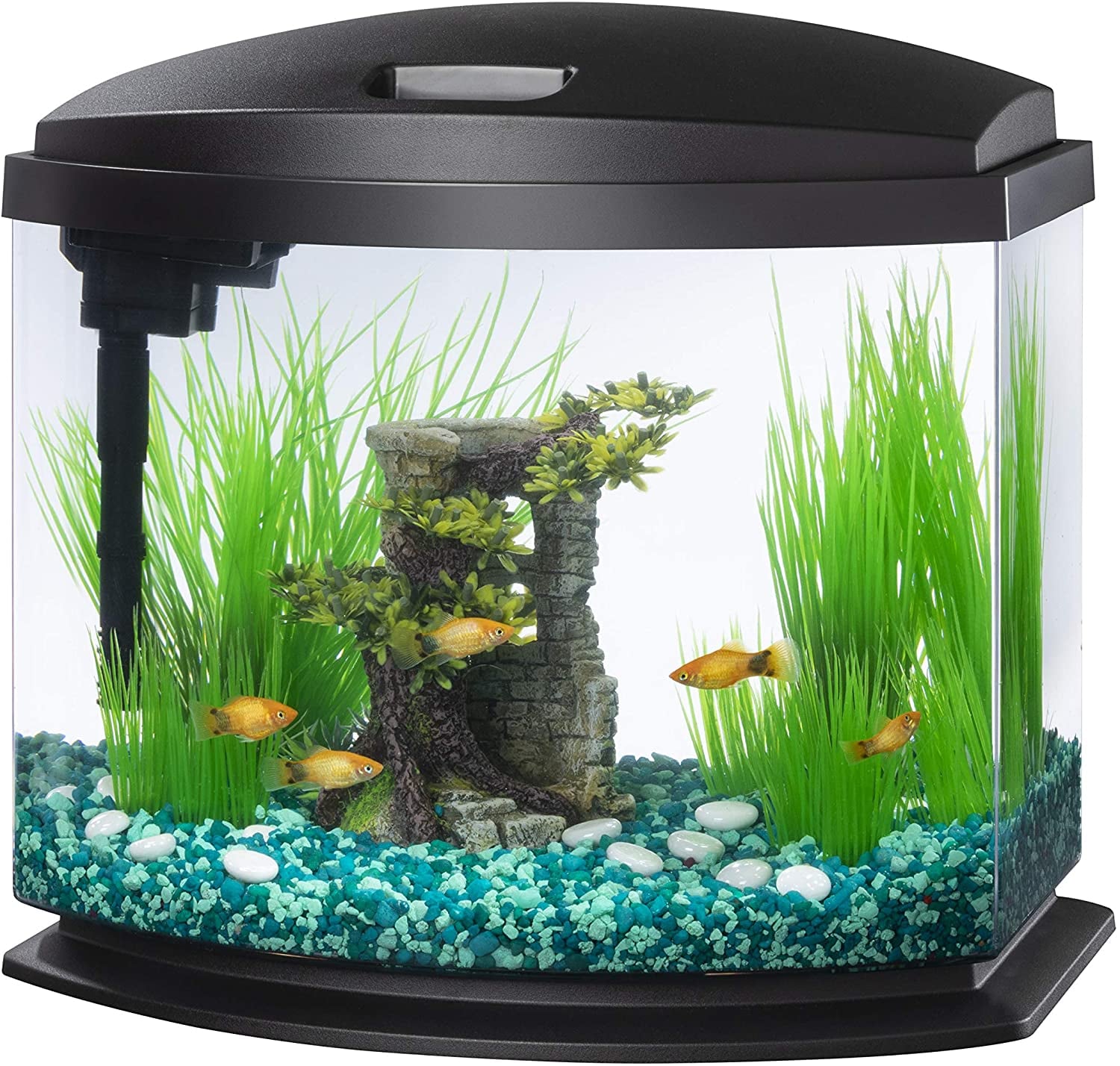 Home Aquariums For Beginners