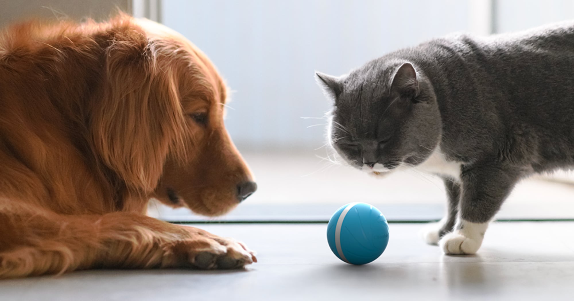 Interactive Ball For Pets | PS Family