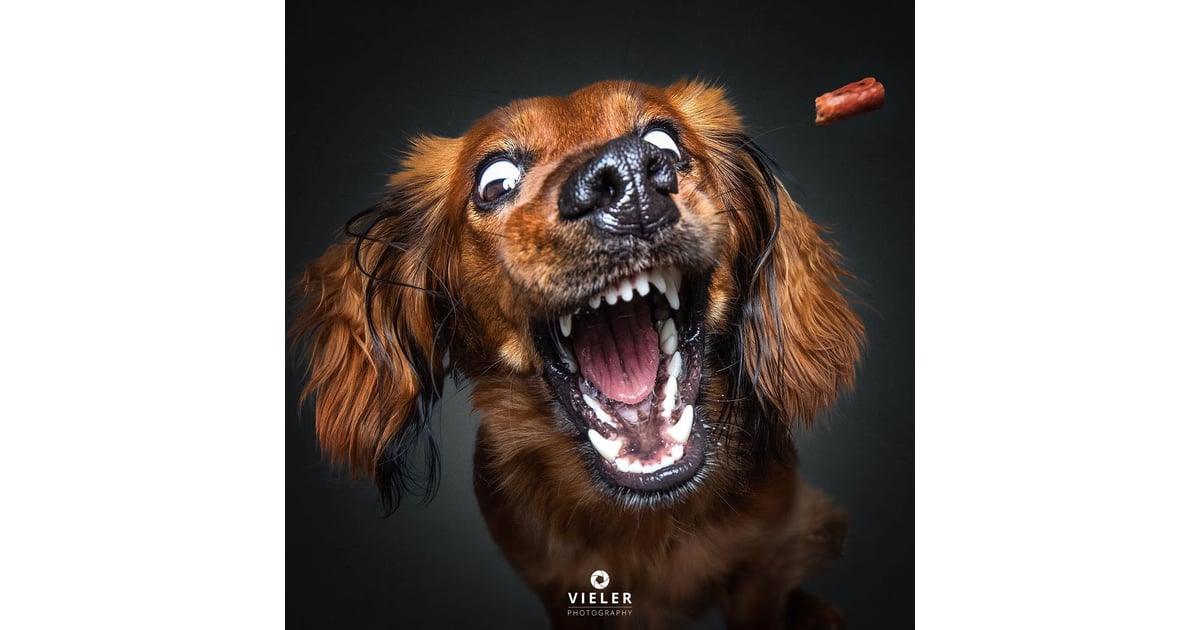 Dogs Catching Treats Photo Series | POPSUGAR UK Parenting Photo 84