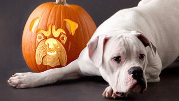 Downloadable Dog Breed Pumpkin Stencils | PS Pets