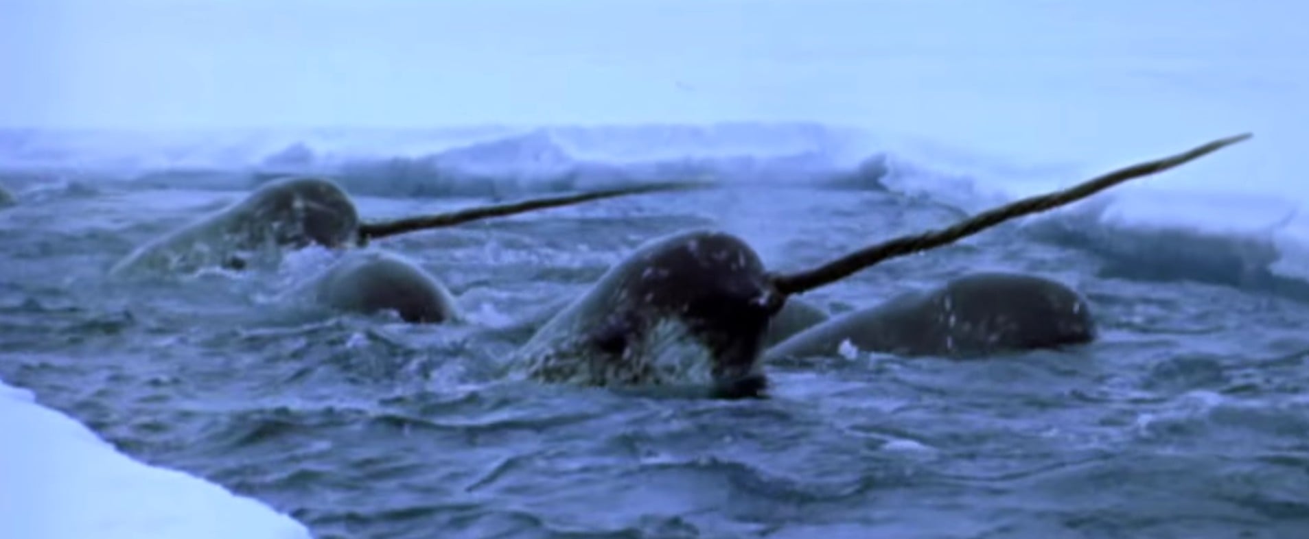 Narwhal Safari in Arctic Canada | PS Smart Living