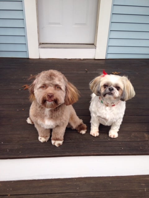 The Dog That Looks Like a Person | POPSUGAR News