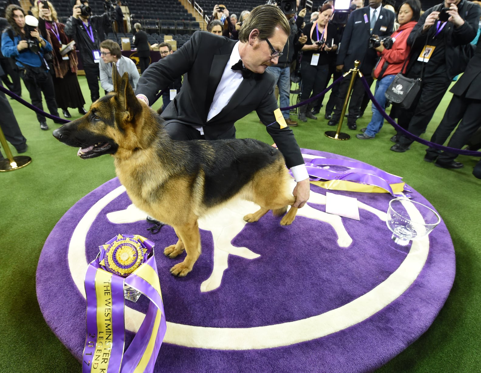 Rumor the German Shepherd Wins Best in Show at Westminster | PS Pets