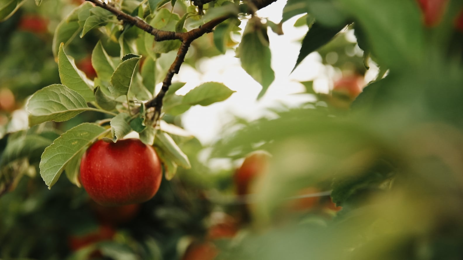 Best Apple Orchards in Michigan | PS Smart Living