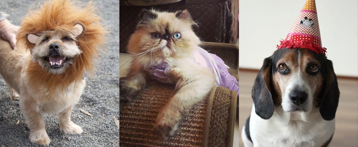 Dressed-Up Pets | POPSUGAR Pets