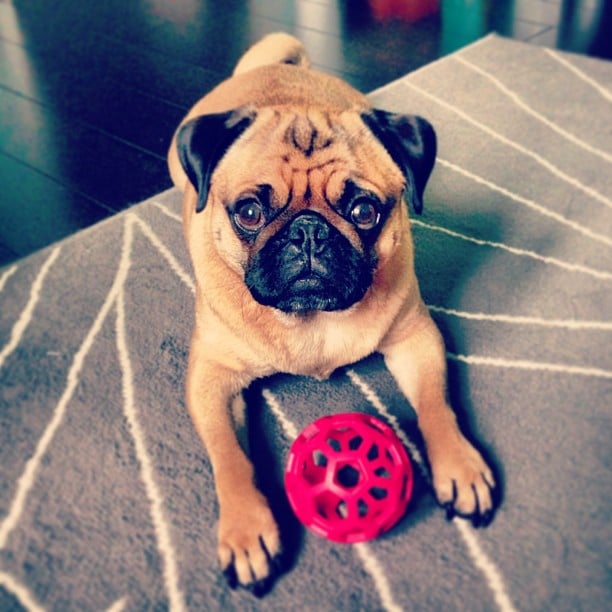 Cute Smushed-Faced Dogs | POPSUGAR Pets