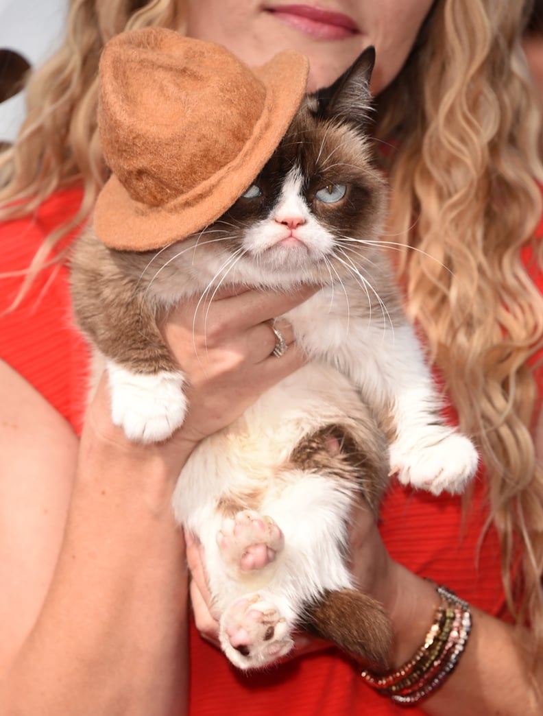 Grumpy Cat in Pharrell's Hat at the MTV Movie Awards 2014 | PS Celebrity