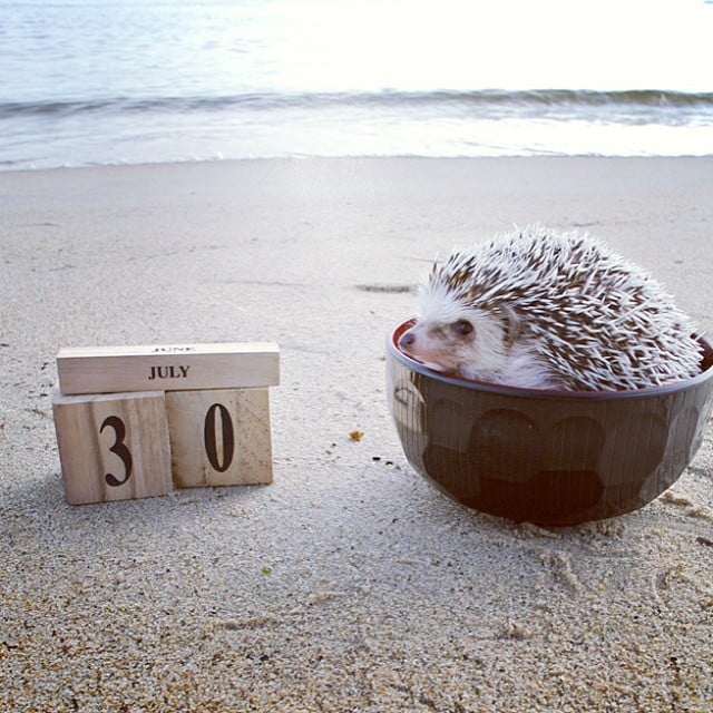 Marutaro the Hedgehog Instagram | PS Tech