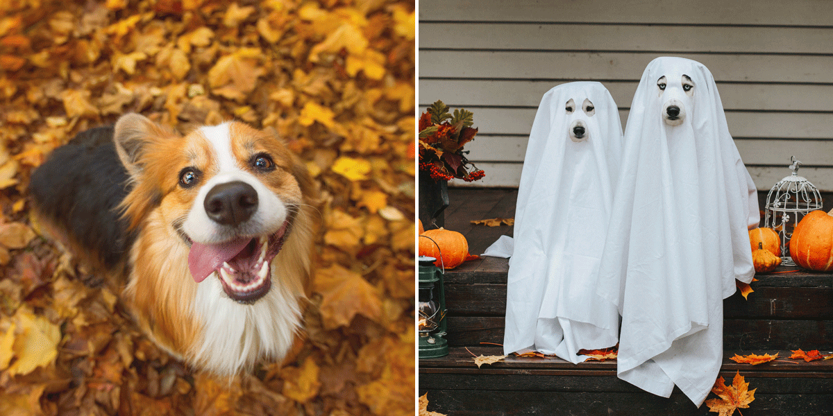 Cute Photos of Dogs in the Fall | POPSUGAR Pets