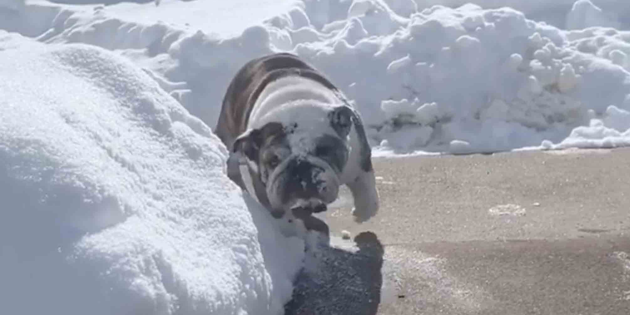Funny Video of English Bulldog Clearing Snow | POPSUGAR Pets