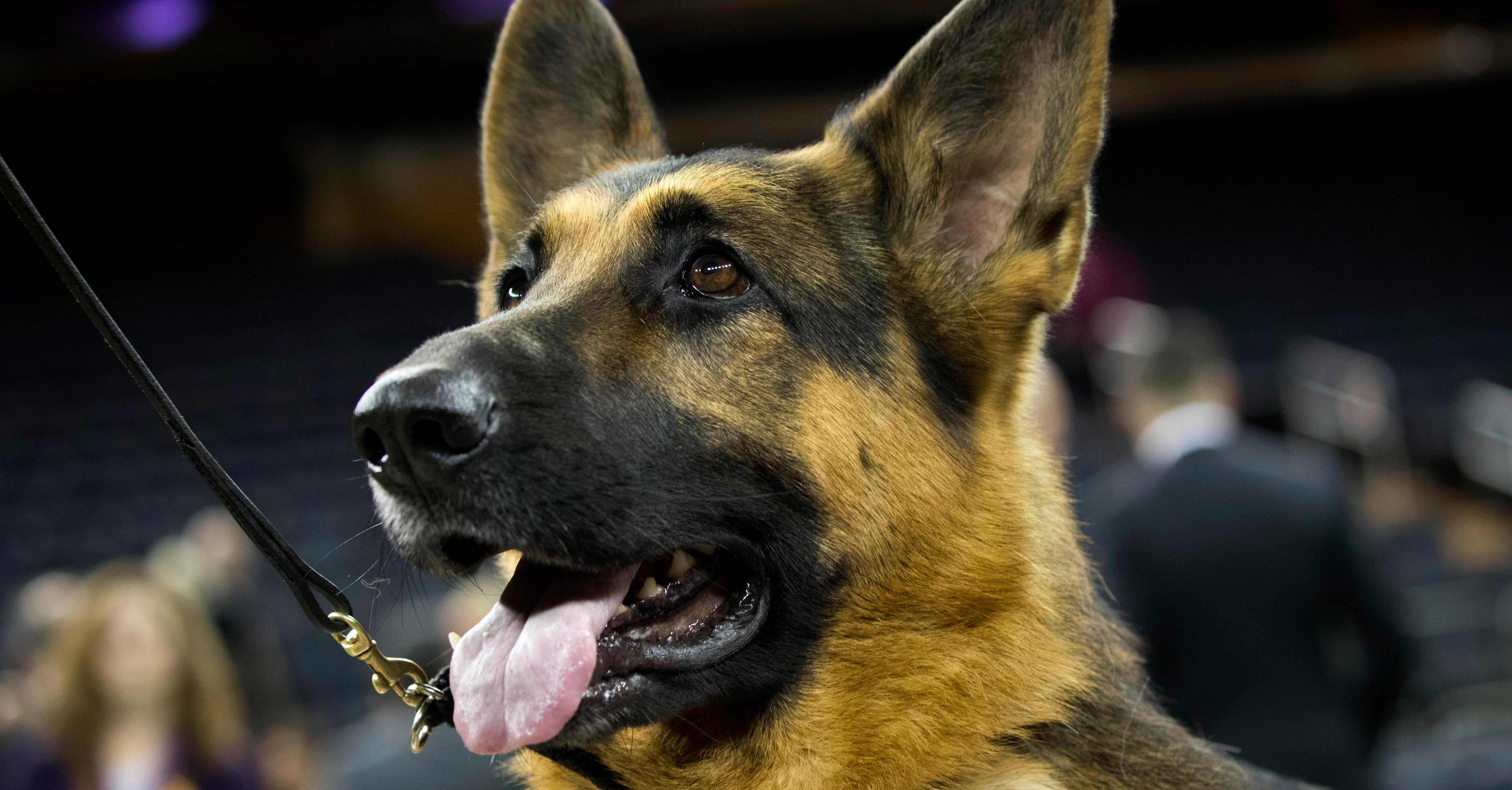 Rumor the German Shepherd Wins Best in Show at Westminster | PS Pets