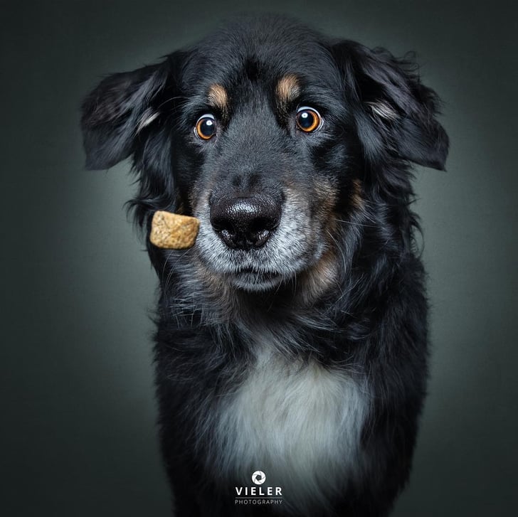 Dogs Catching Treats Photo Series | POPSUGAR UK Parenting Photo 58