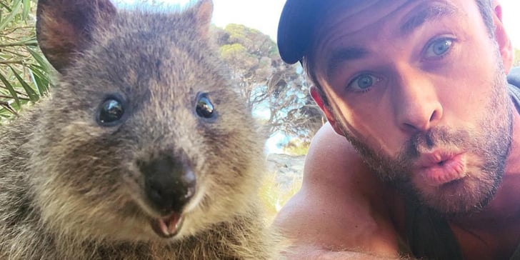 Chris Hemsworth With Quokka Animals in Australia March 2019 | POPSUGAR ...