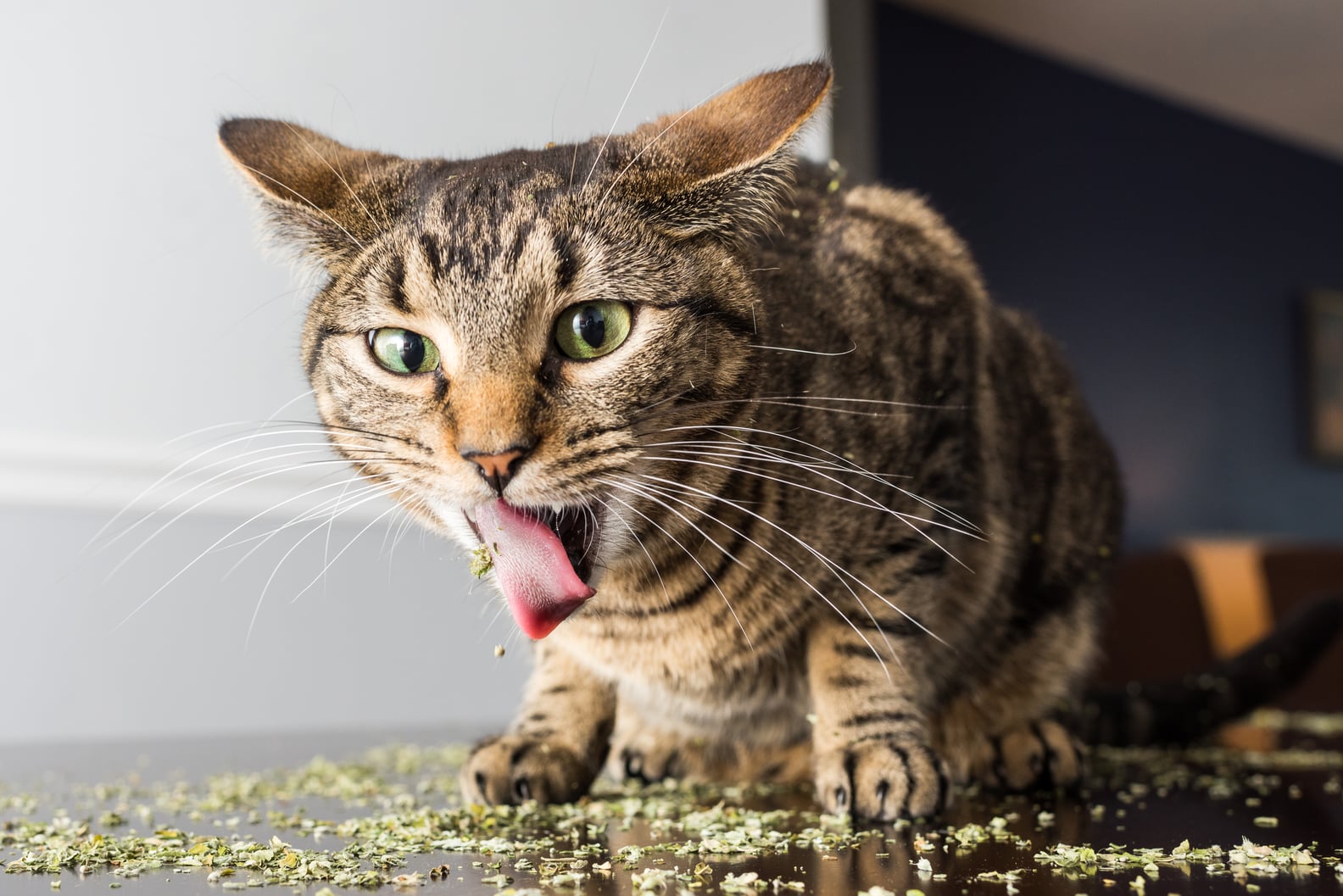 Cats on Catnip Photo Series | PS Family