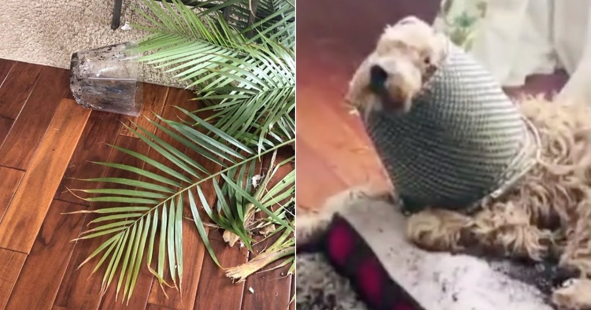 Dog Gets Stuck in Pot After Destroying Plant | Viral Video | POPSUGAR ...