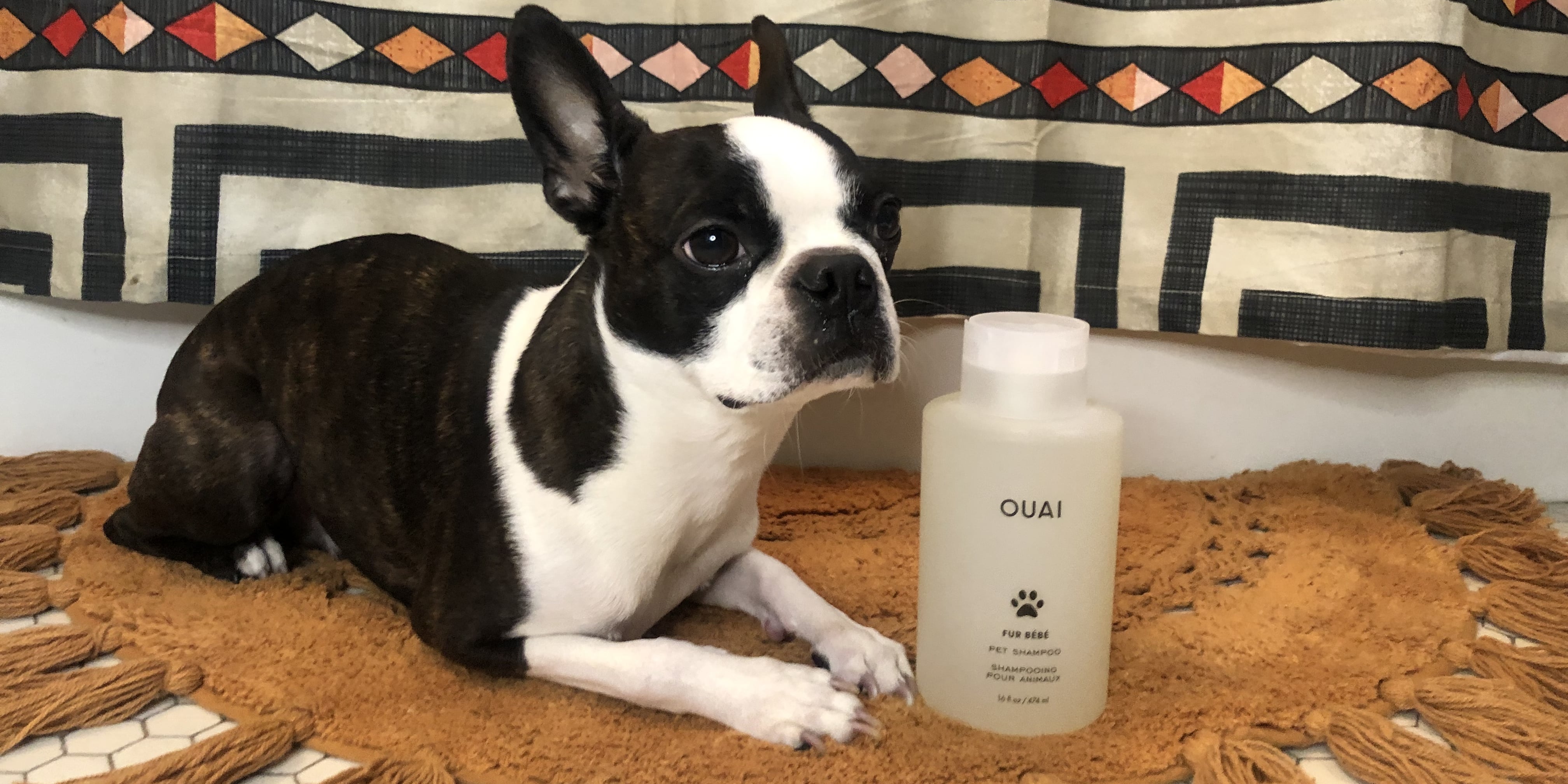Ouai Fur Bébé Dog Shampoo Review | PS Pets