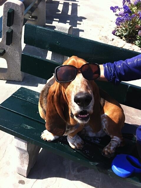 Most Famous Dogs on Twitter | POPSUGAR Pets