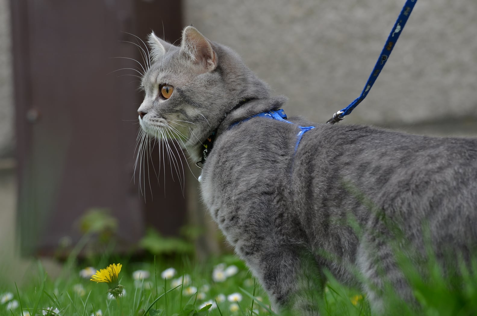 How to Walk Your Cat | POPSUGAR Pets