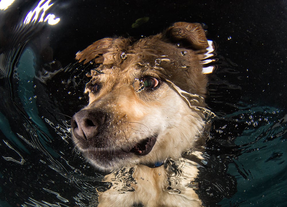 Pictures of Dogs Swimming | Finding Fido | POPSUGAR Pets