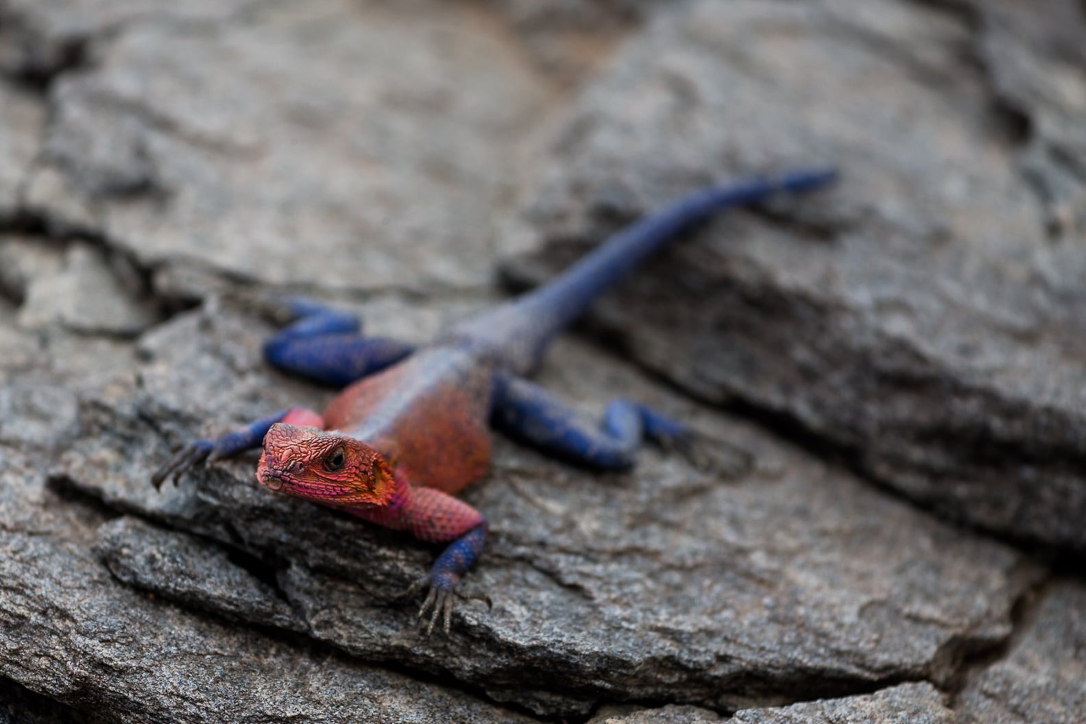African Wildlife Photos by Susan Portnoy | PS Pets