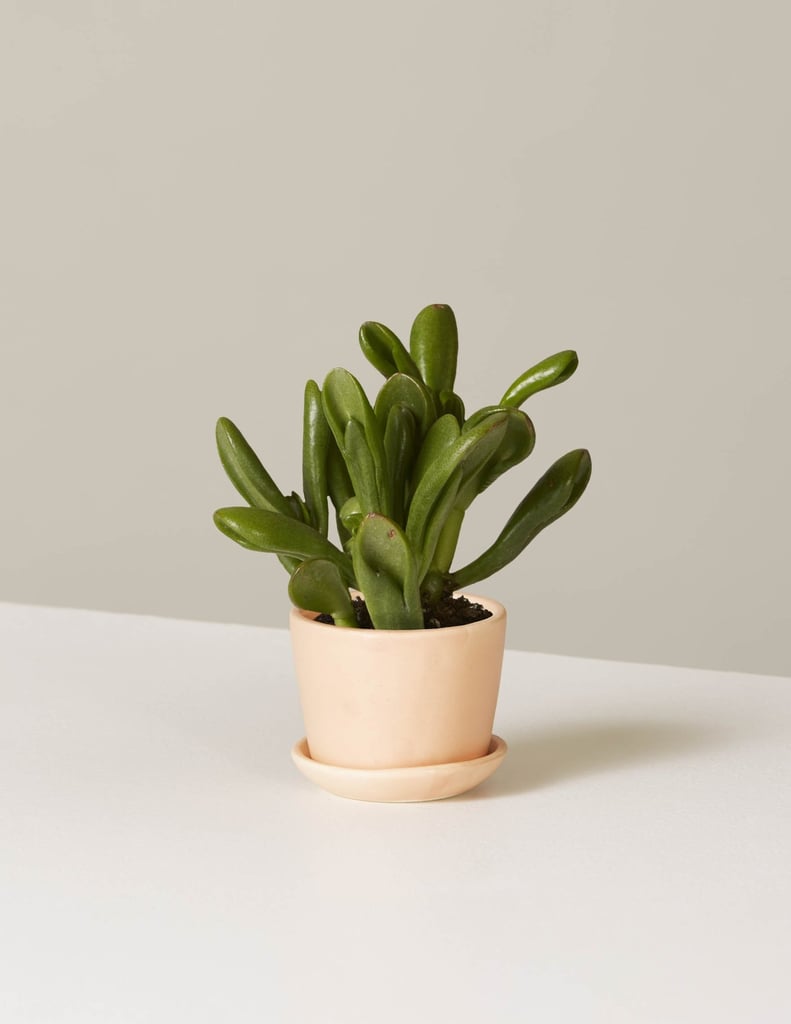 Best Office Desk Plants | POPSUGAR Home UK