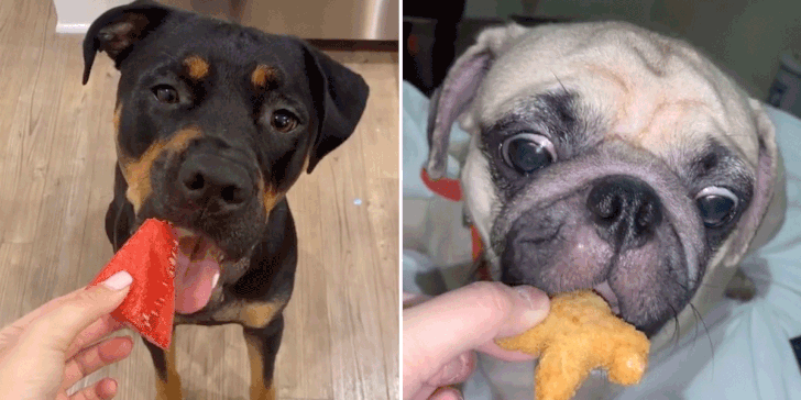 33 Videos of Dogs on TikTok Doing the Small Bite Challenge | POPSUGAR Pets