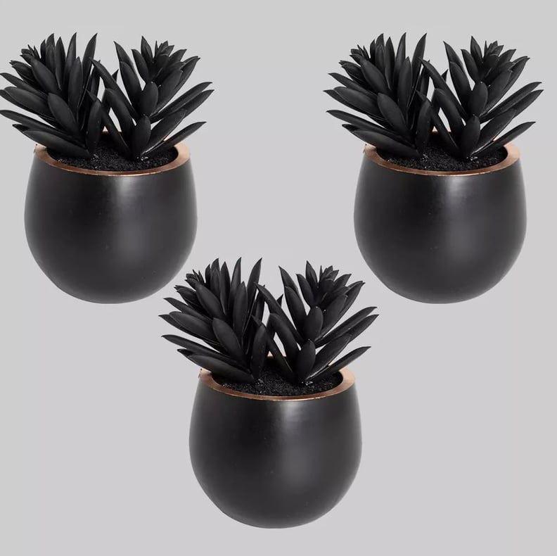 Target Is Selling All-Black Halloween Succulents For $3 | PS Home