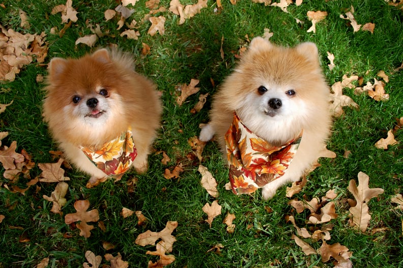 Cute Photos of Dogs in the Fall | POPSUGAR Pets