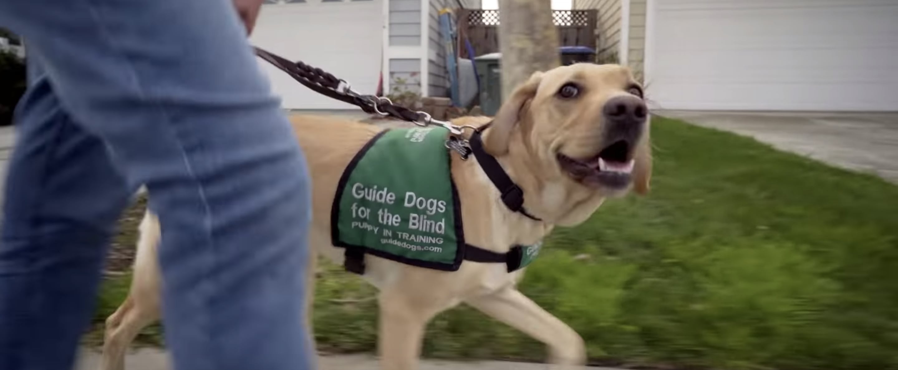 Disney+ Series About Guide Dogs in Training | PS Pets