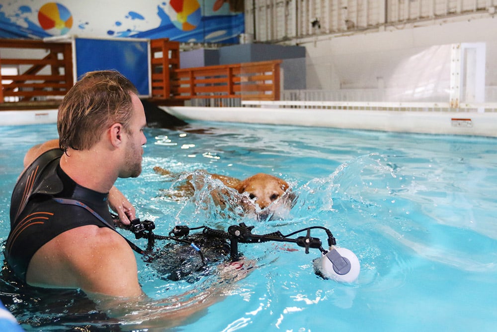 Pictures of Dogs Swimming | Finding Fido | POPSUGAR Pets