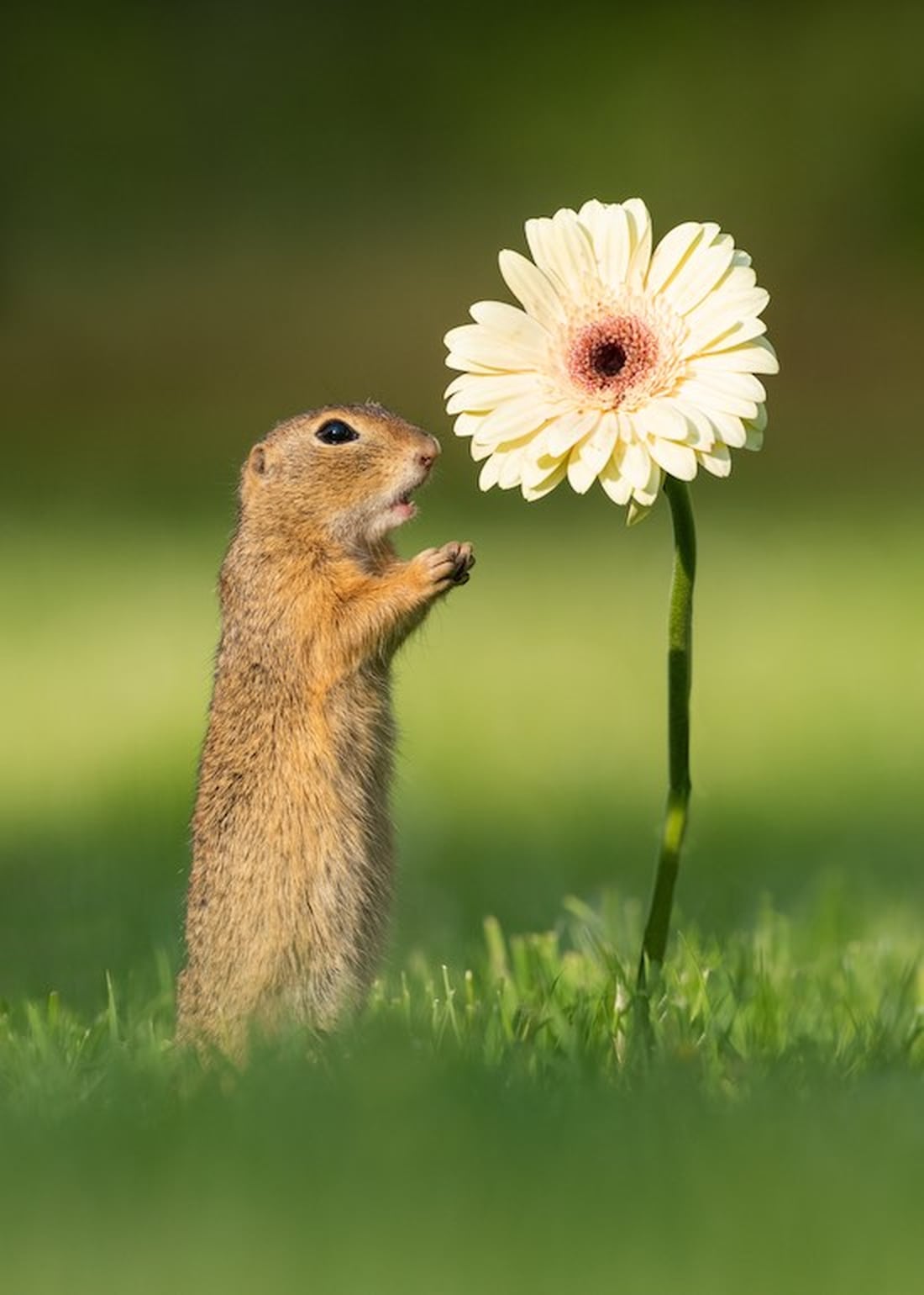 Photos of Squirrel Smelling Flowers From Dick van Duijn | PS Pets