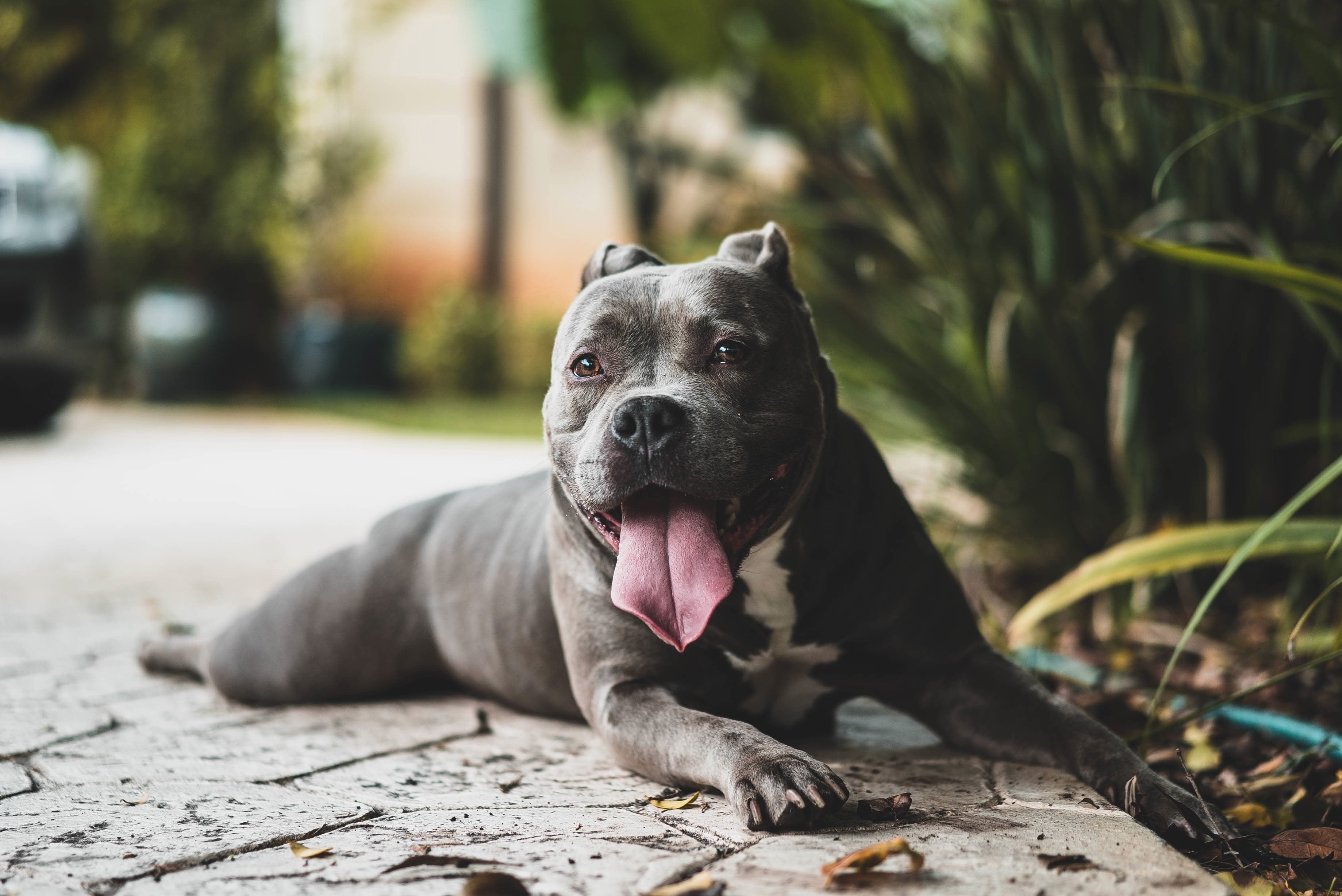 Facts About Dog Food | PS Pets