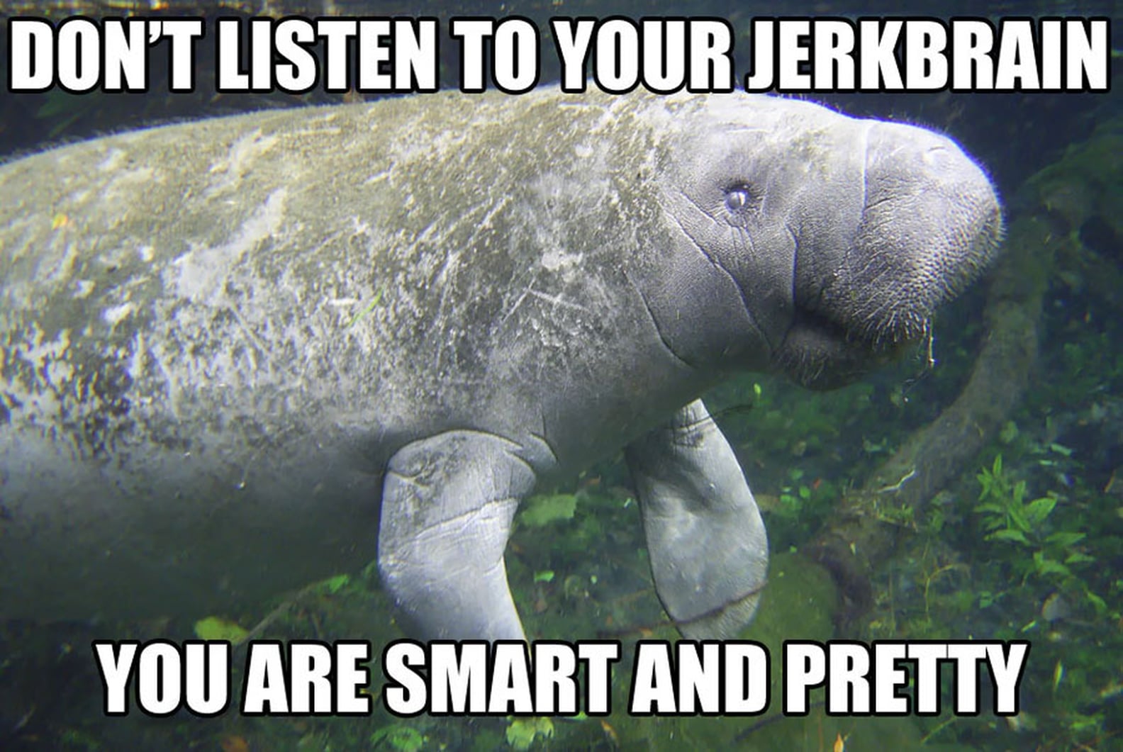 Calming Manatee Memes | PS Tech