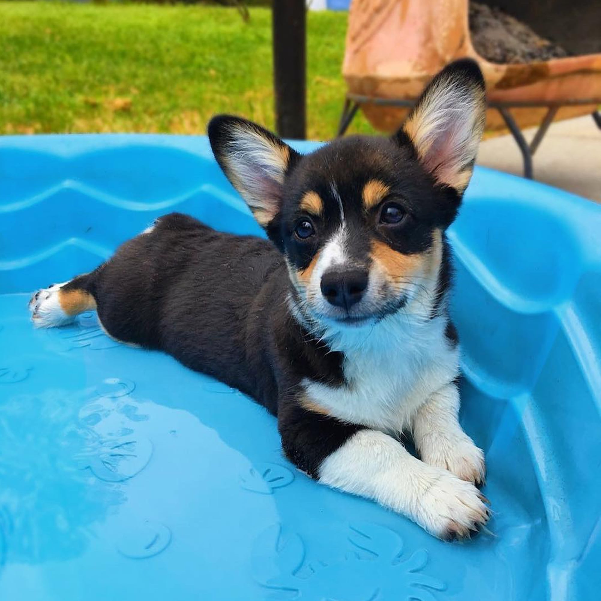 Are Corgis The Cutest Dogs