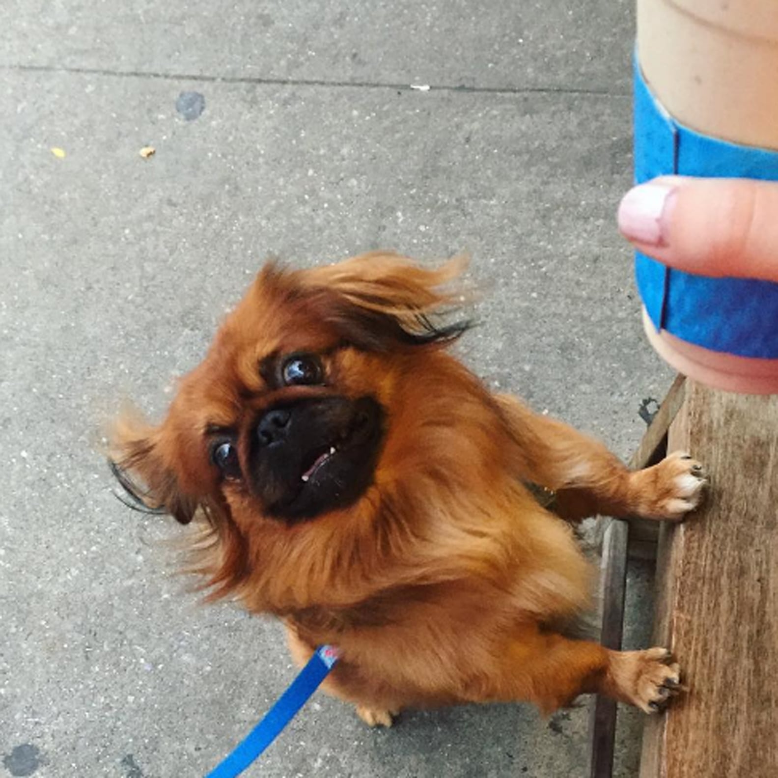 What to Expect When You Foster an Animal | PS Pets