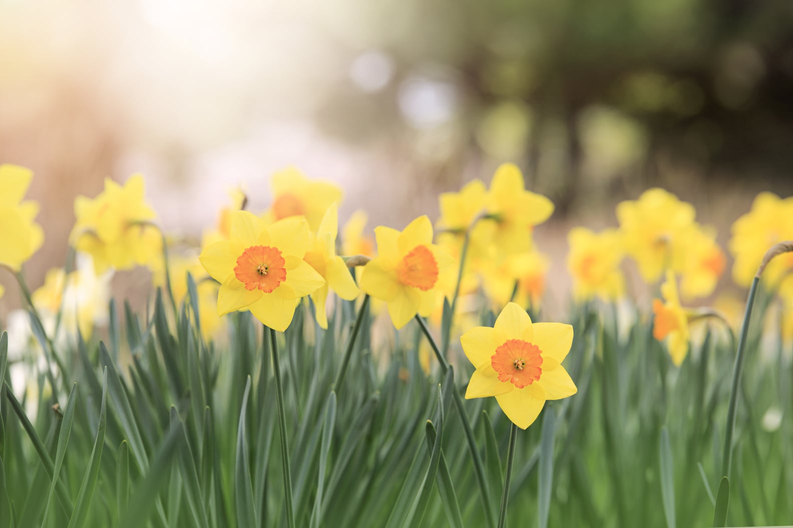 30+ Pretty Photos of Spring to Remind You That It's Coming! | PS Smart ...