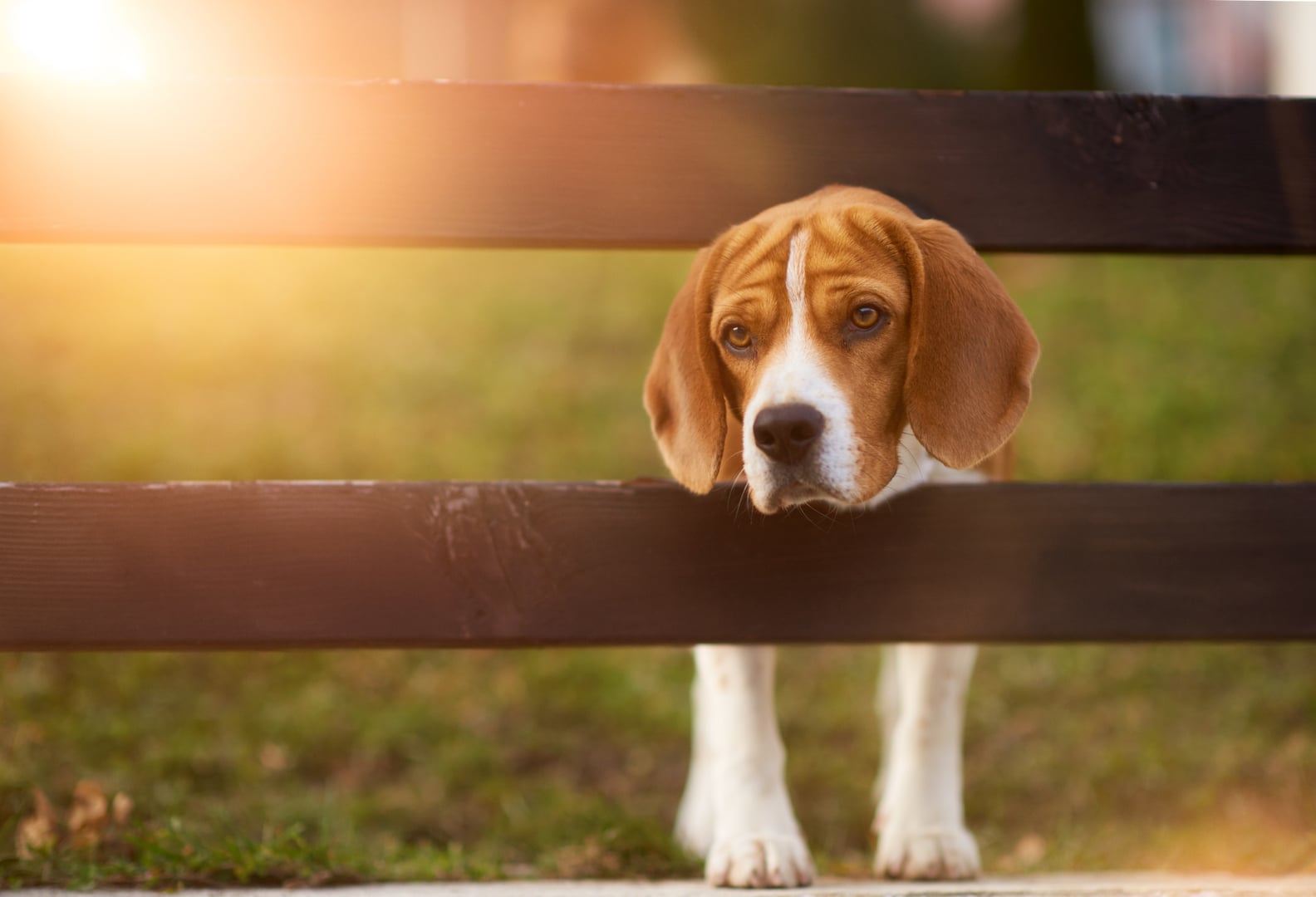 Cutest Pictures of Beagles | POPSUGAR Pets