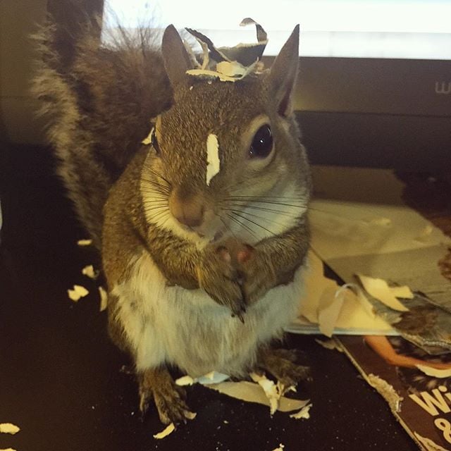 Pet Squirrel Instagram | POPSUGAR Pets