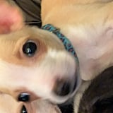 Lizzo's Crew Member Adopts a Rescue Puppy While on Tour | POPSUGAR Pets