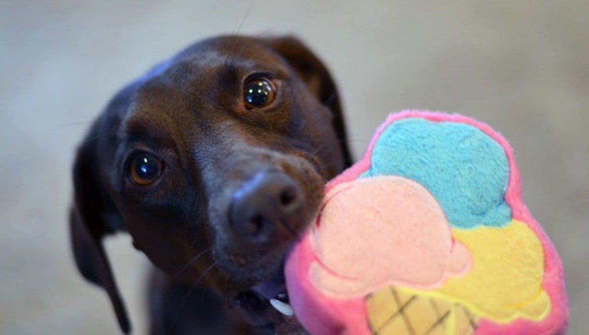 New Pets Products For Spring 2016 | PS Pets