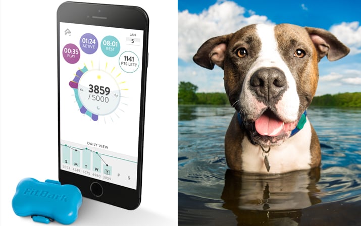 Gadgets For Dogs | POPSUGAR Tech