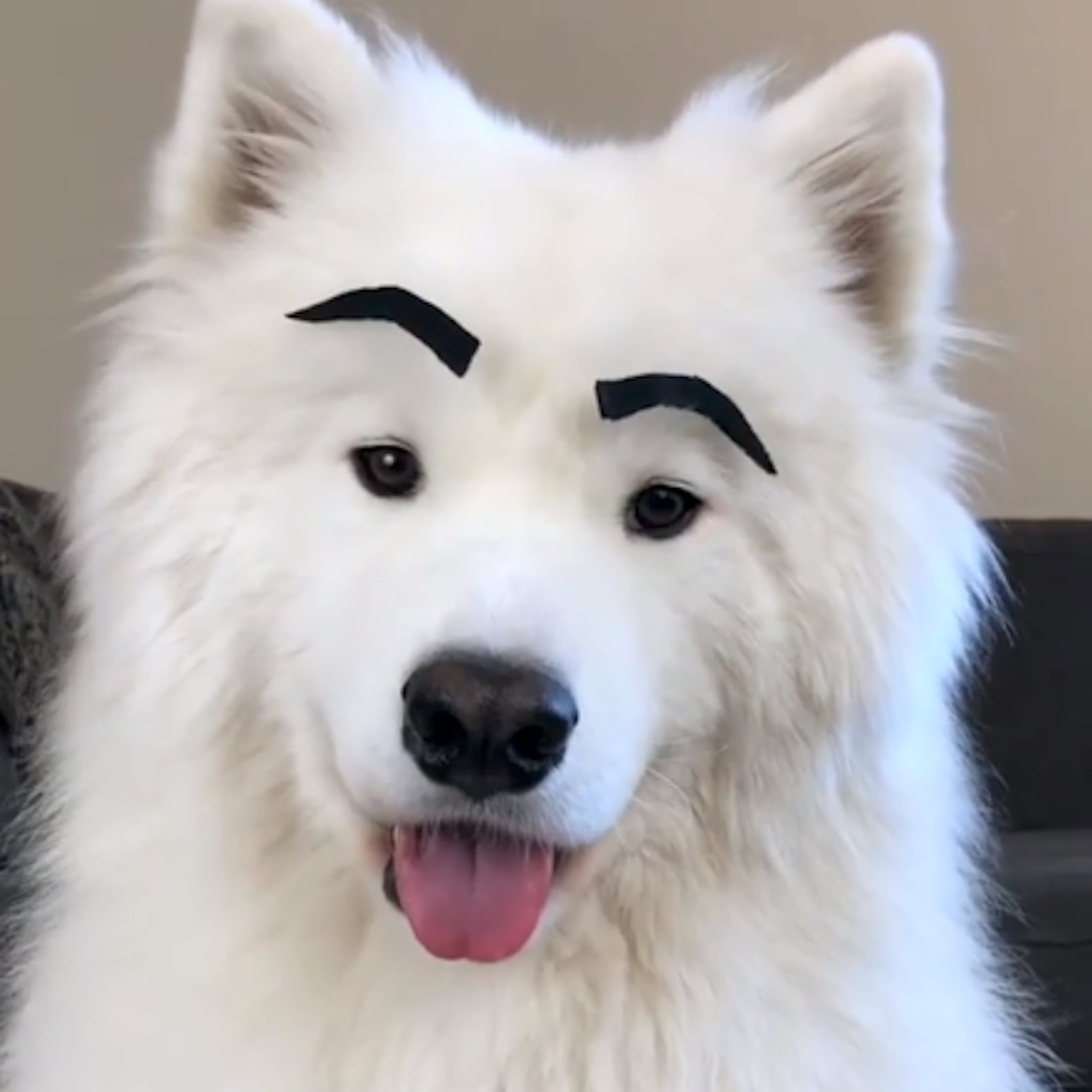 25 Short but Funny Pet Videos | PS Pets