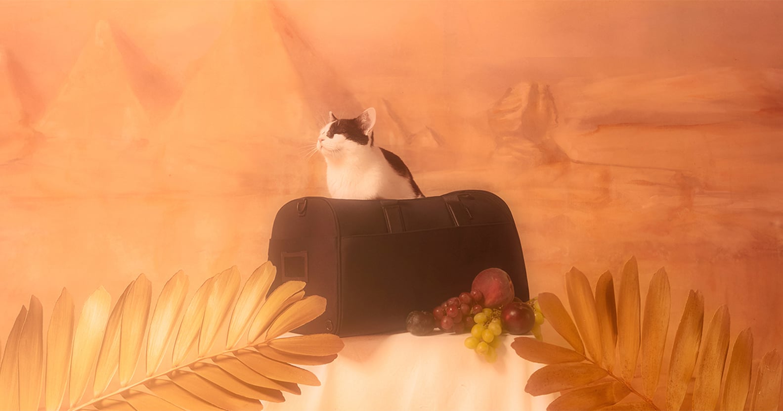 Best Problem-Solving Products For Cat Ownder | PS Pets