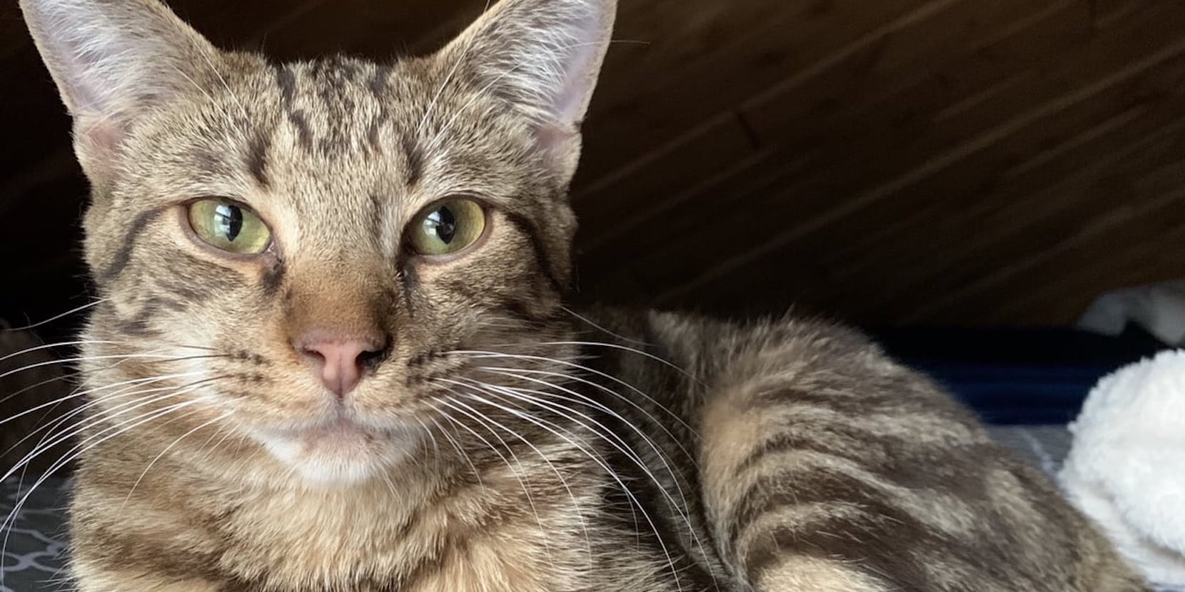 How Adopting a Cat Helped My Mental Health | PS Pets