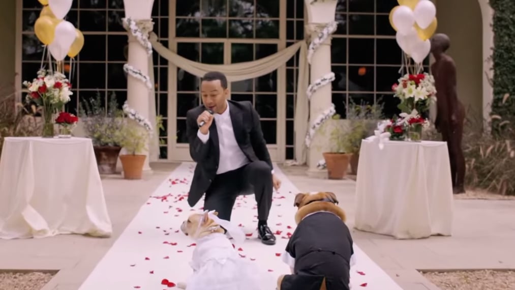 John Legend Singing in Dog Wedding | Video | PS Pets
