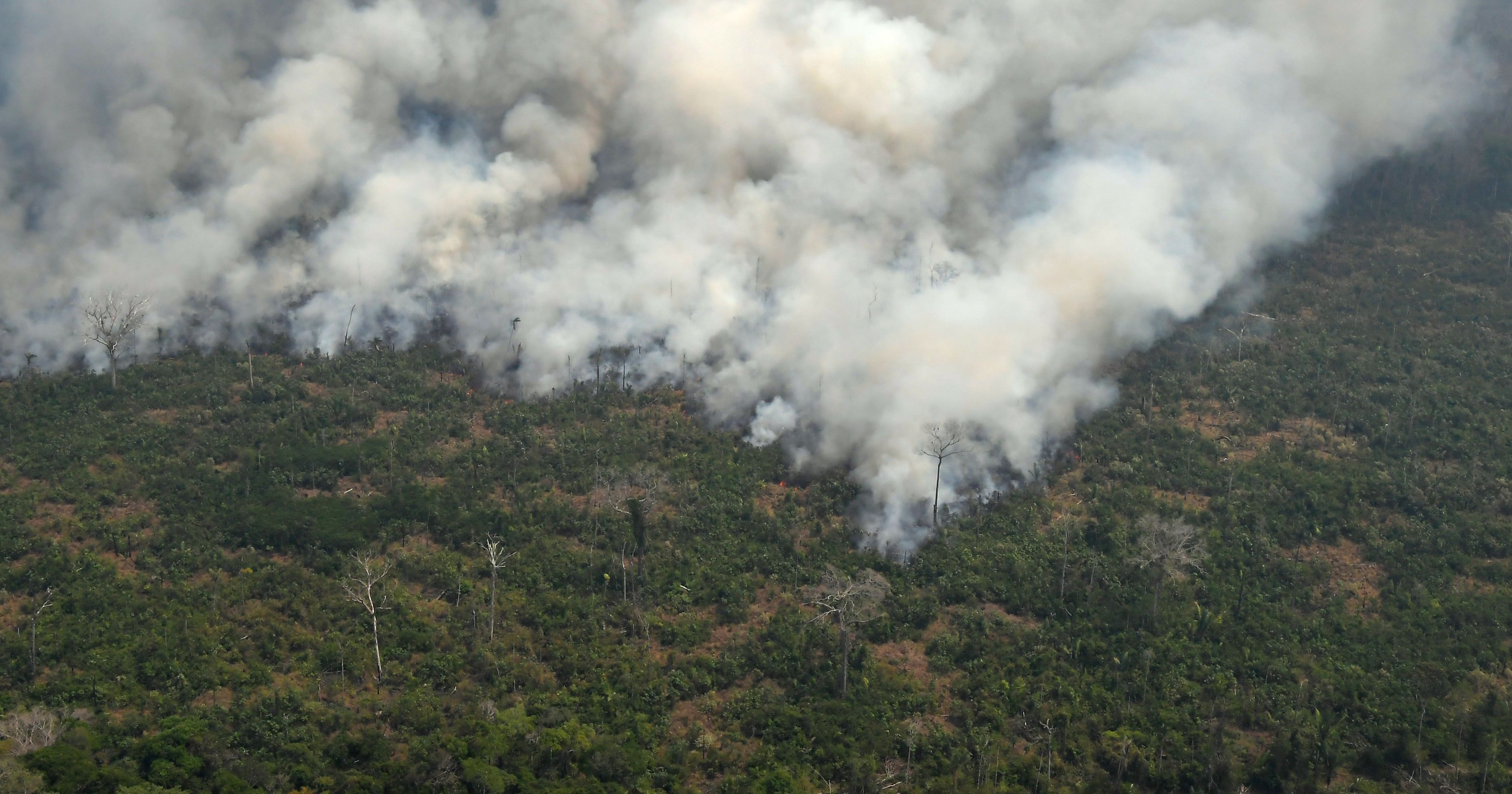 Where to Donate to Amazon Rainforest Fire Relief | PS News