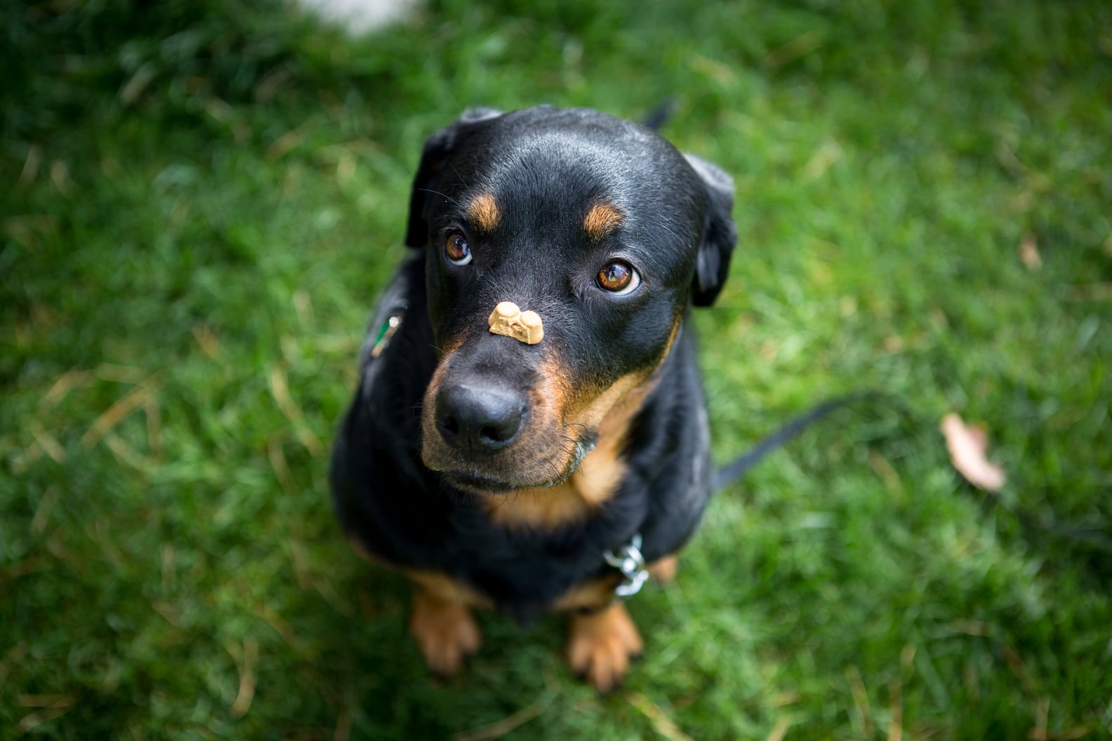 Everything You Need to Buy For a New Puppy | PS Pets