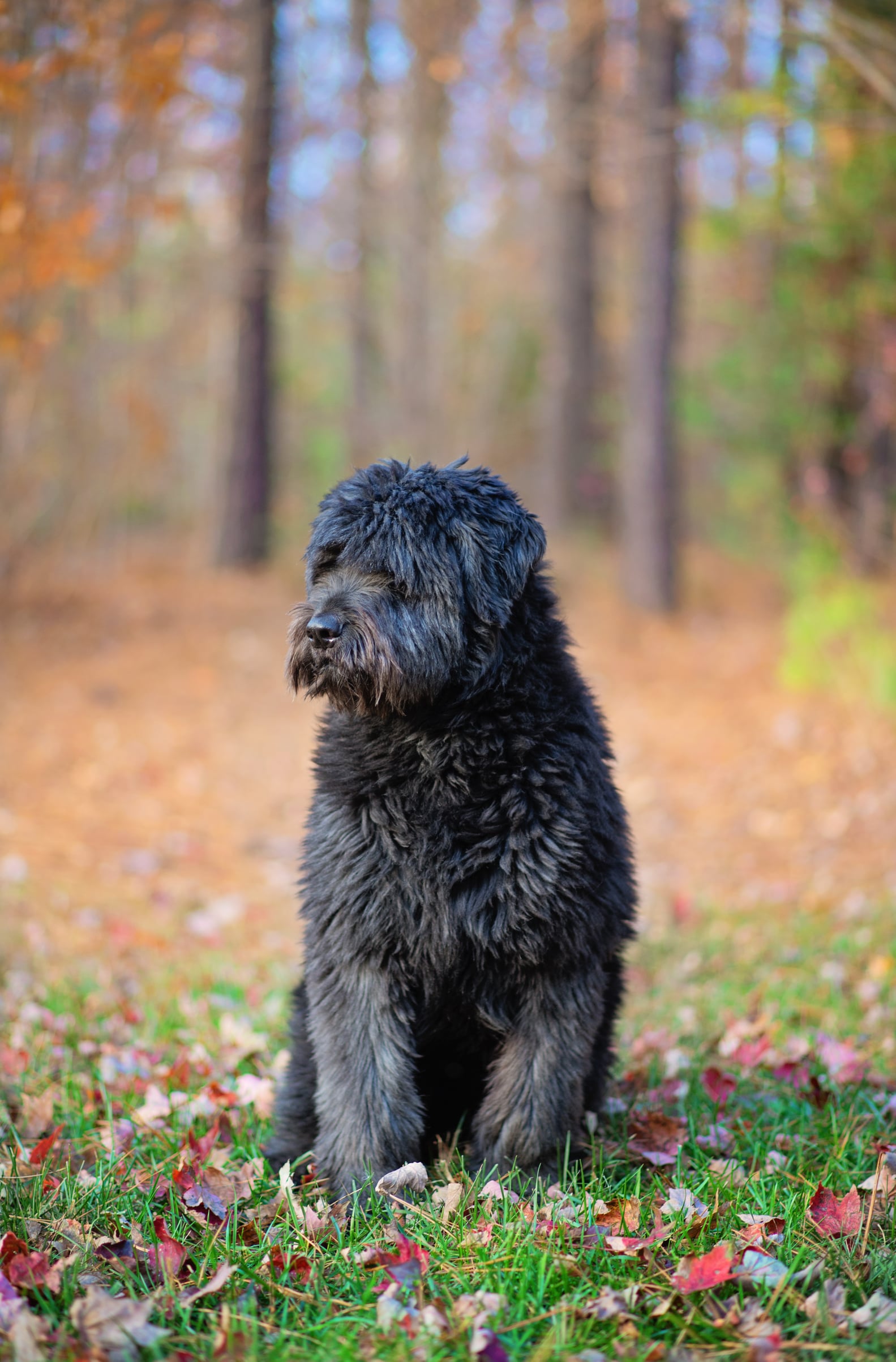 Cute Pictures of Labradoodles | PS Pets