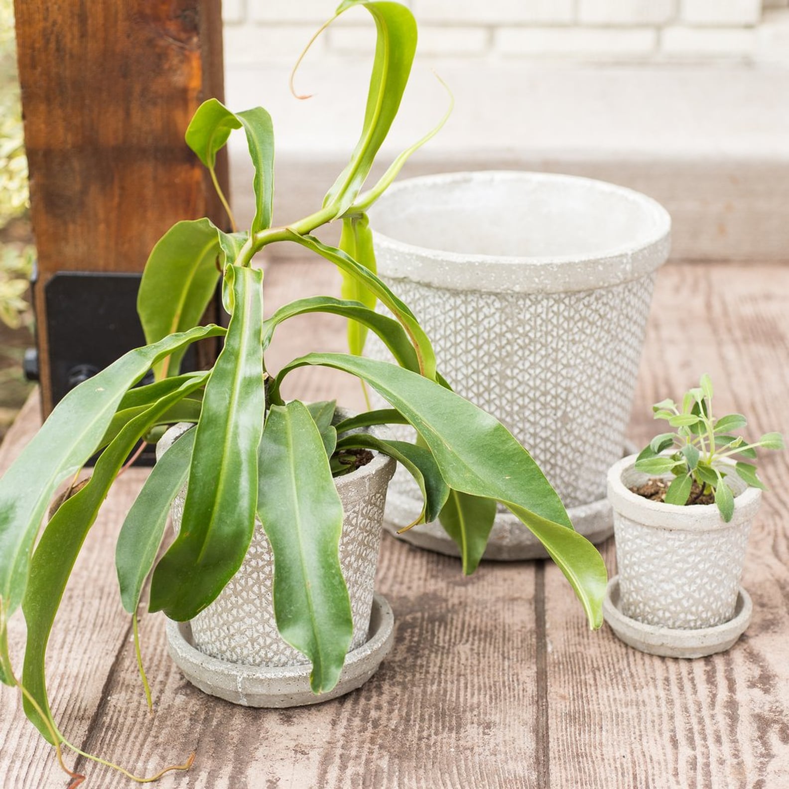 Magnolia Home Spring Collection | PS Home