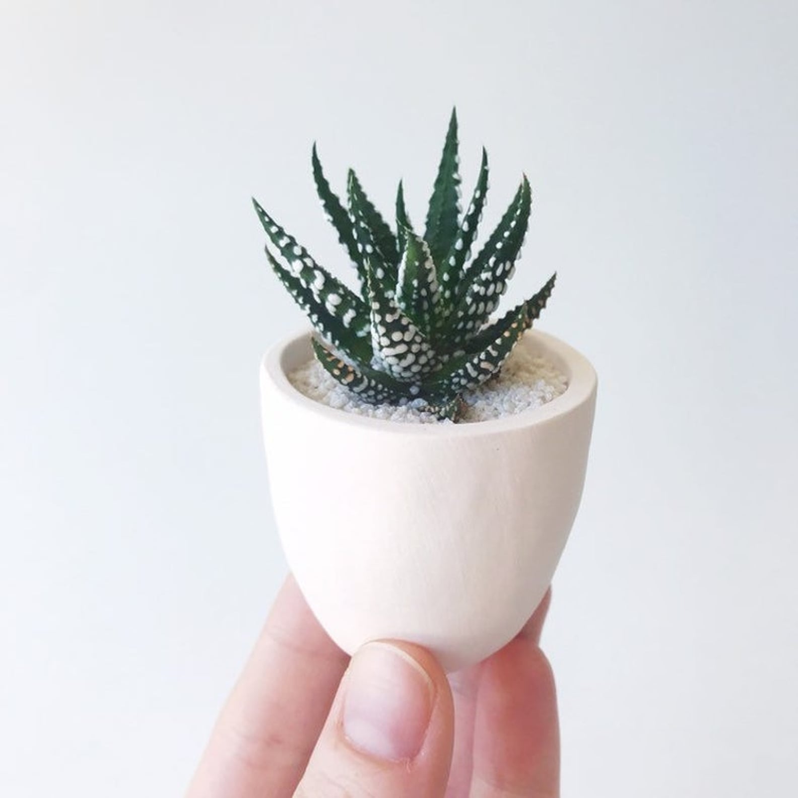 Cute Micro Succulents You Can Buy on Etsy | PS Home